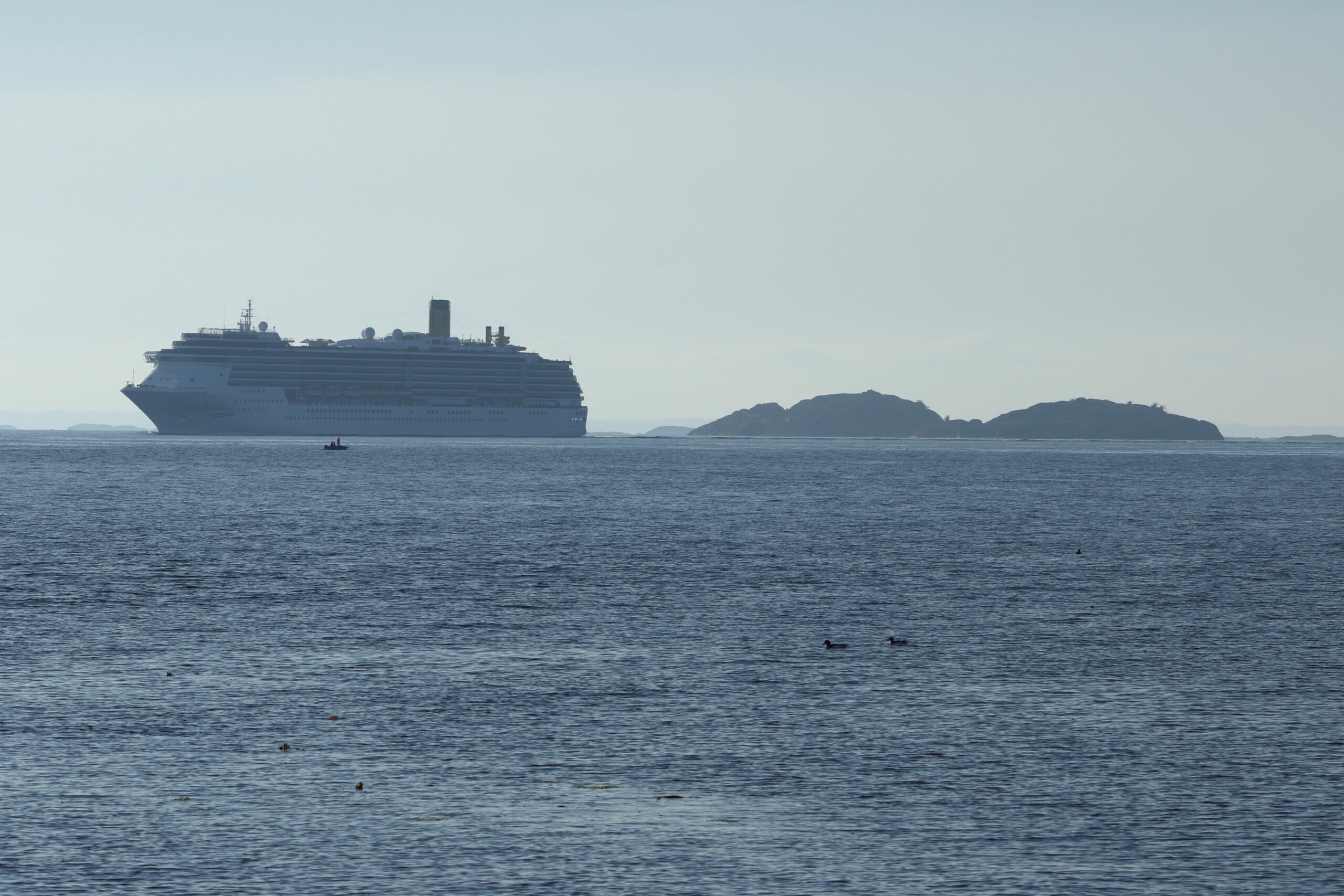 Sjøfuglene seiret på Alstein! | Naturvernforbundet i Rogaland