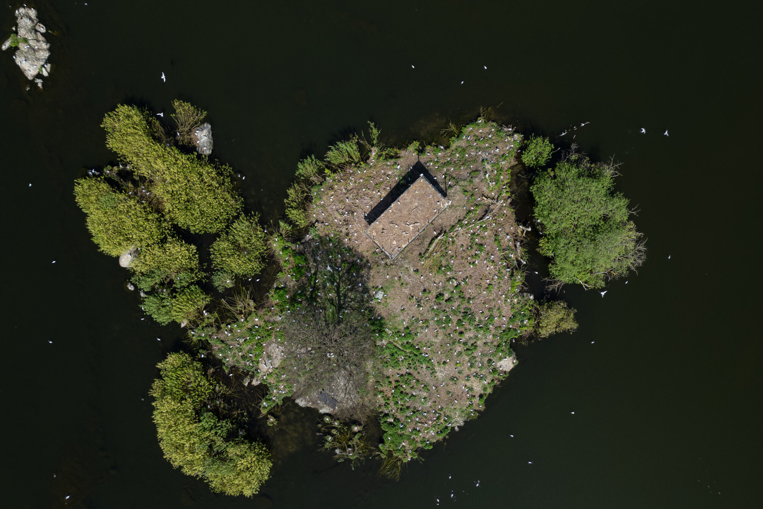 To gode nyheter fra Mosvatnet | Naturvernforbundet i Rogaland