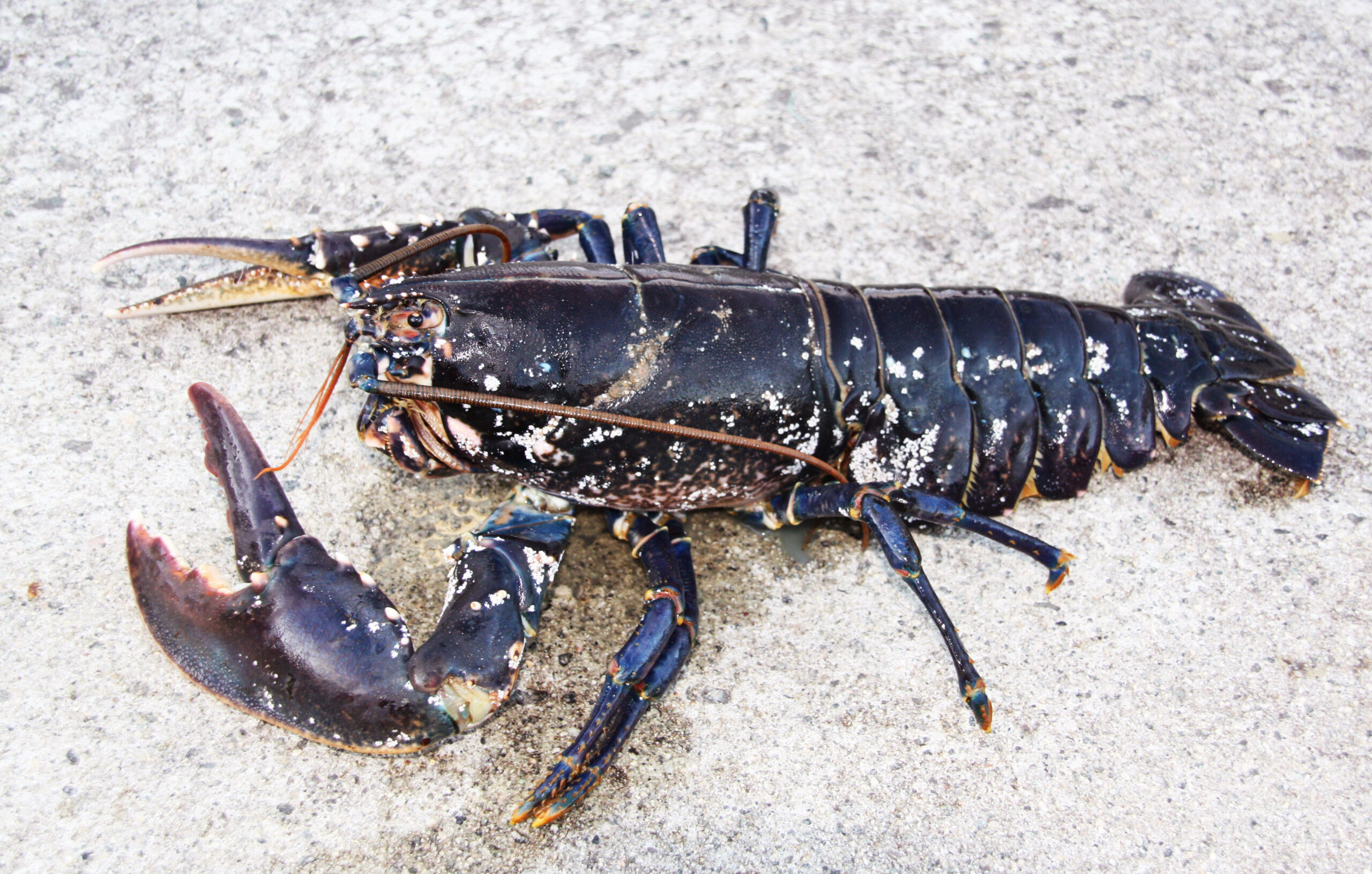 Hurra for hummerfredning! | Naturvernforbundet i Rogaland